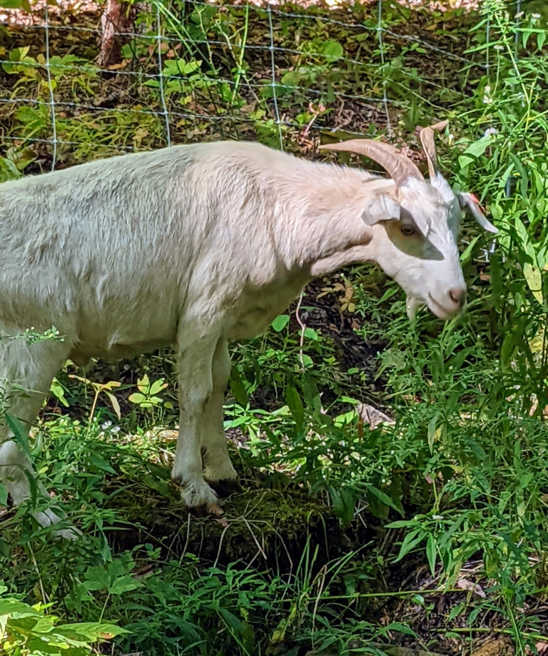 A Visit from Fat & Sassy Goats - The Martha Stewart Blog