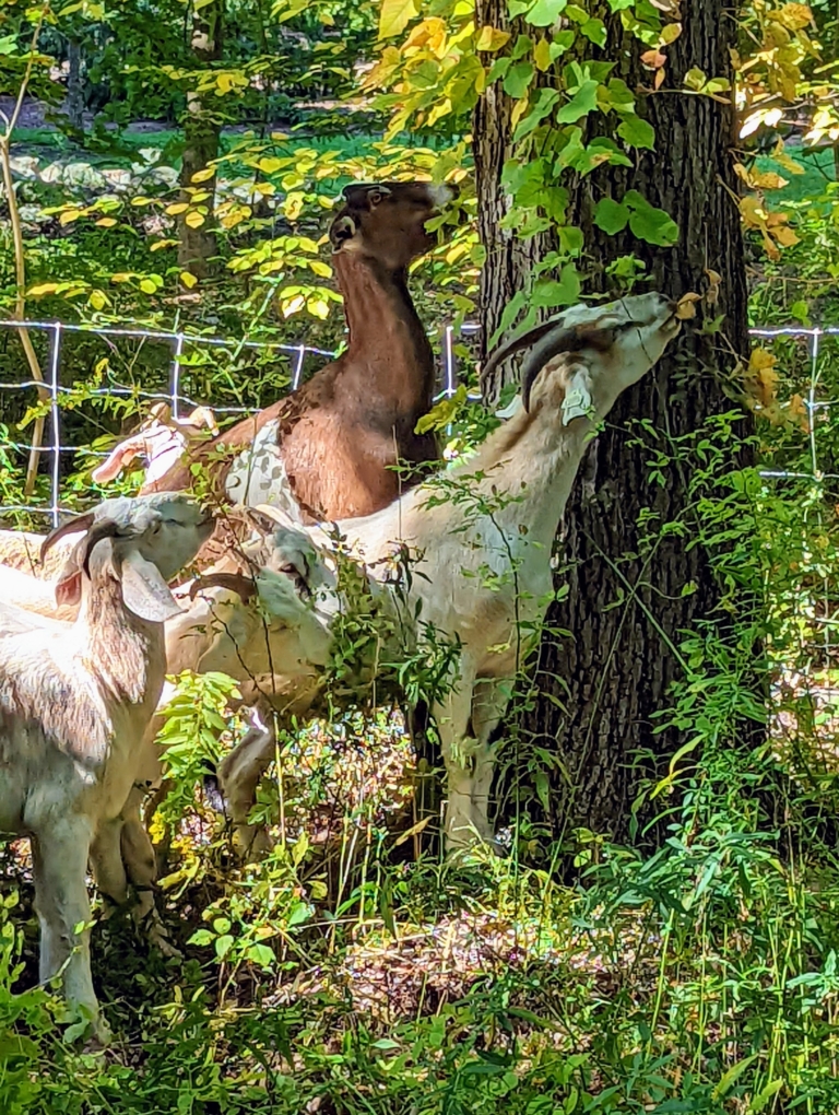 A Visit from Fat & Sassy Goats - The Martha Stewart Blog