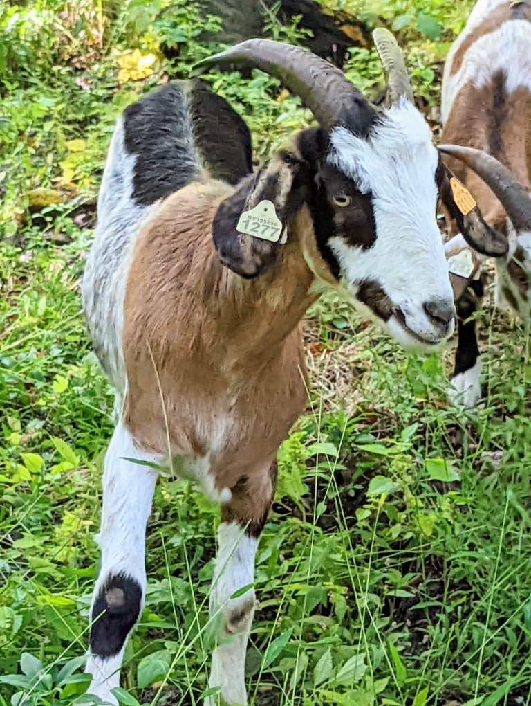 A Visit from Fat & Sassy Goats - The Martha Stewart Blog