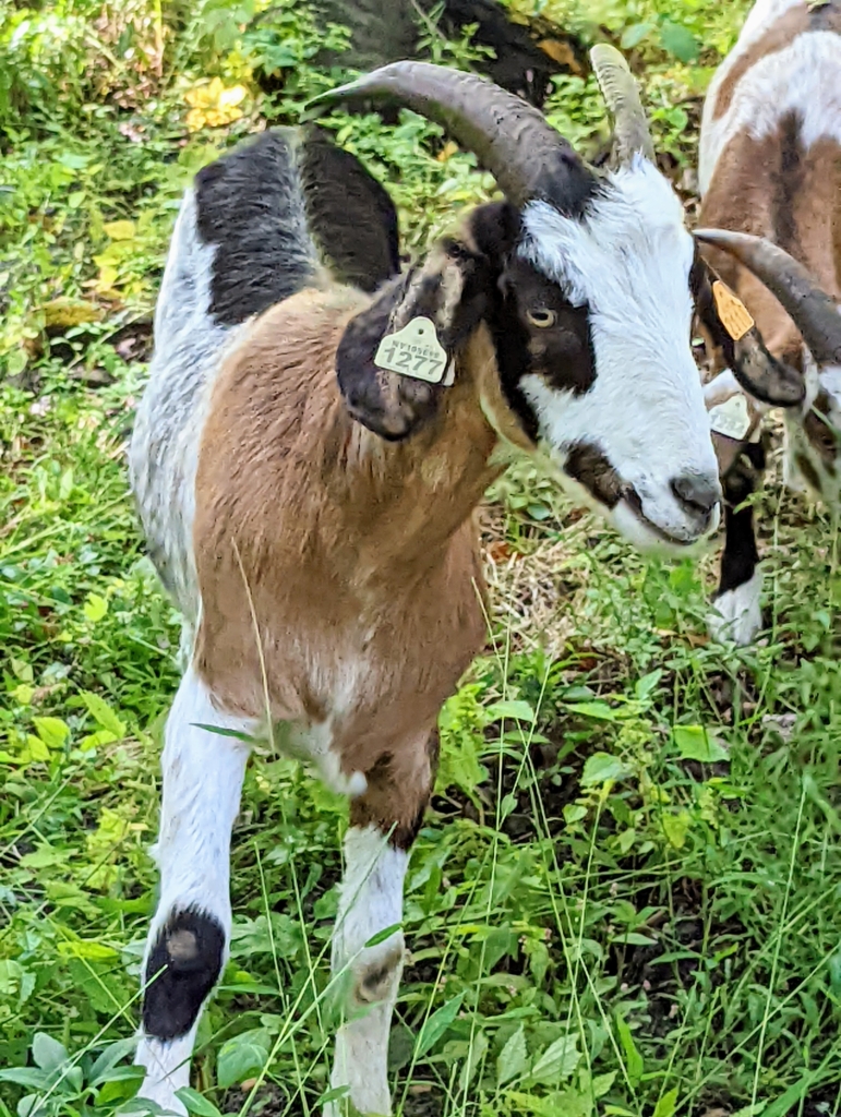 A Visit from Fat & Sassy Goats - The Martha Stewart Blog