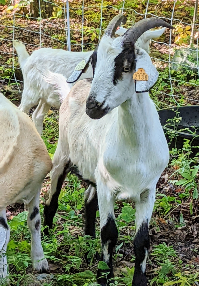 A Visit from Fat & Sassy Goats - The Martha Stewart Blog
