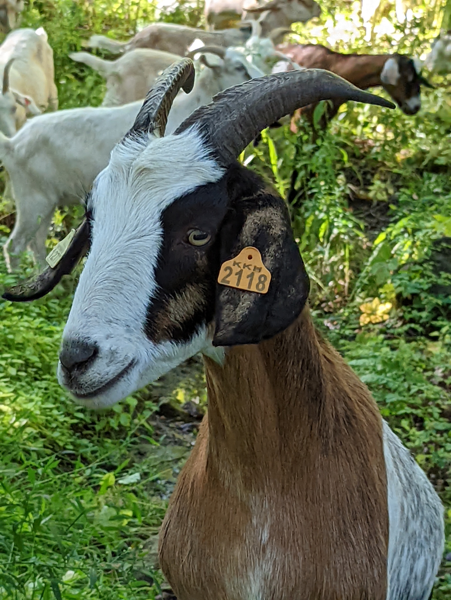 A Visit from Fat & Sassy Goats - The Martha Stewart Blog