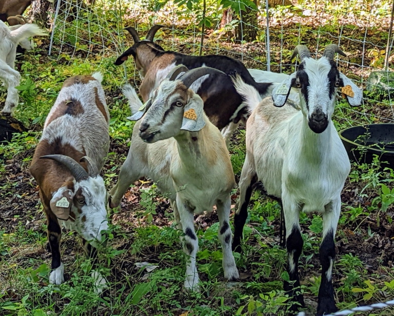 A Visit from Fat & Sassy Goats - The Martha Stewart Blog