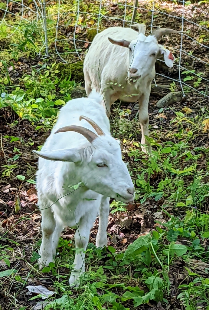 A Visit from Fat & Sassy Goats - The Martha Stewart Blog