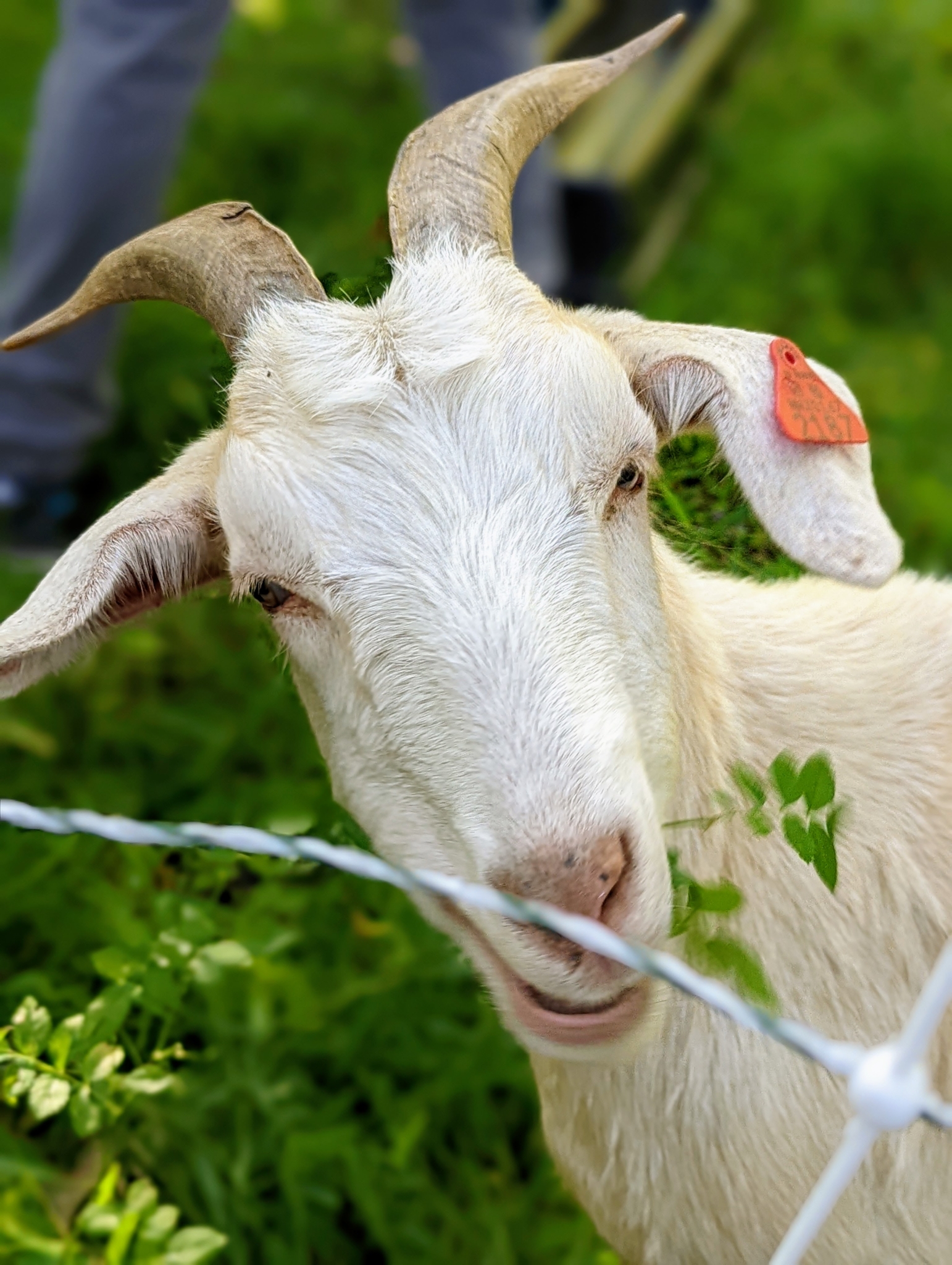 A Visit from Fat & Sassy Goats - The Martha Stewart Blog