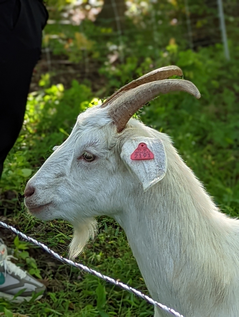 A Visit from Fat & Sassy Goats - The Martha Stewart Blog