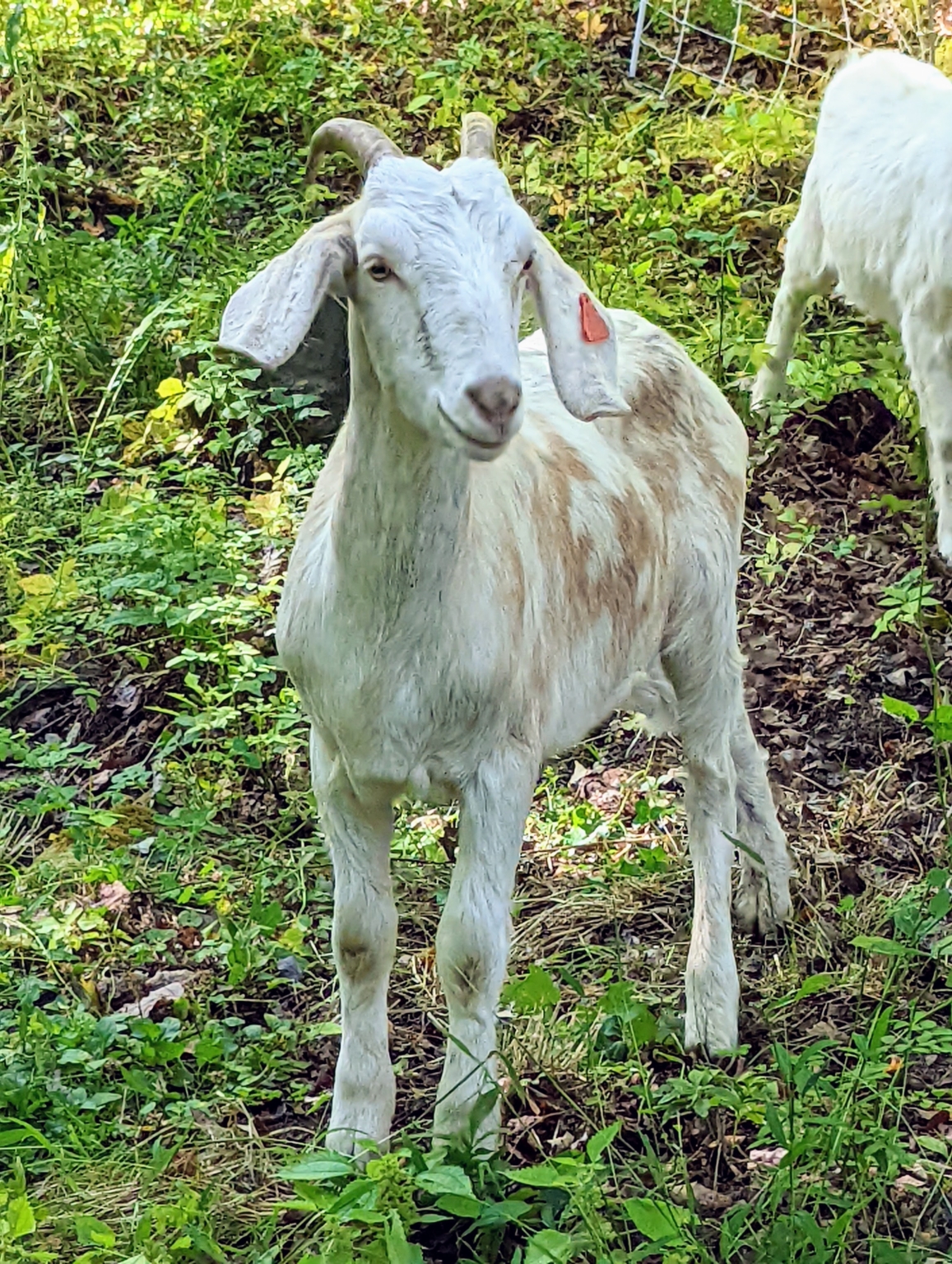 A Visit from Fat & Sassy Goats - The Martha Stewart Blog