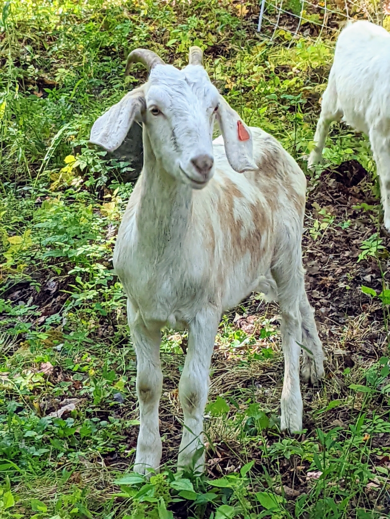 The Martha Stewart Blog : Blog Archive A Visit from Fat & Sassy Goats ...