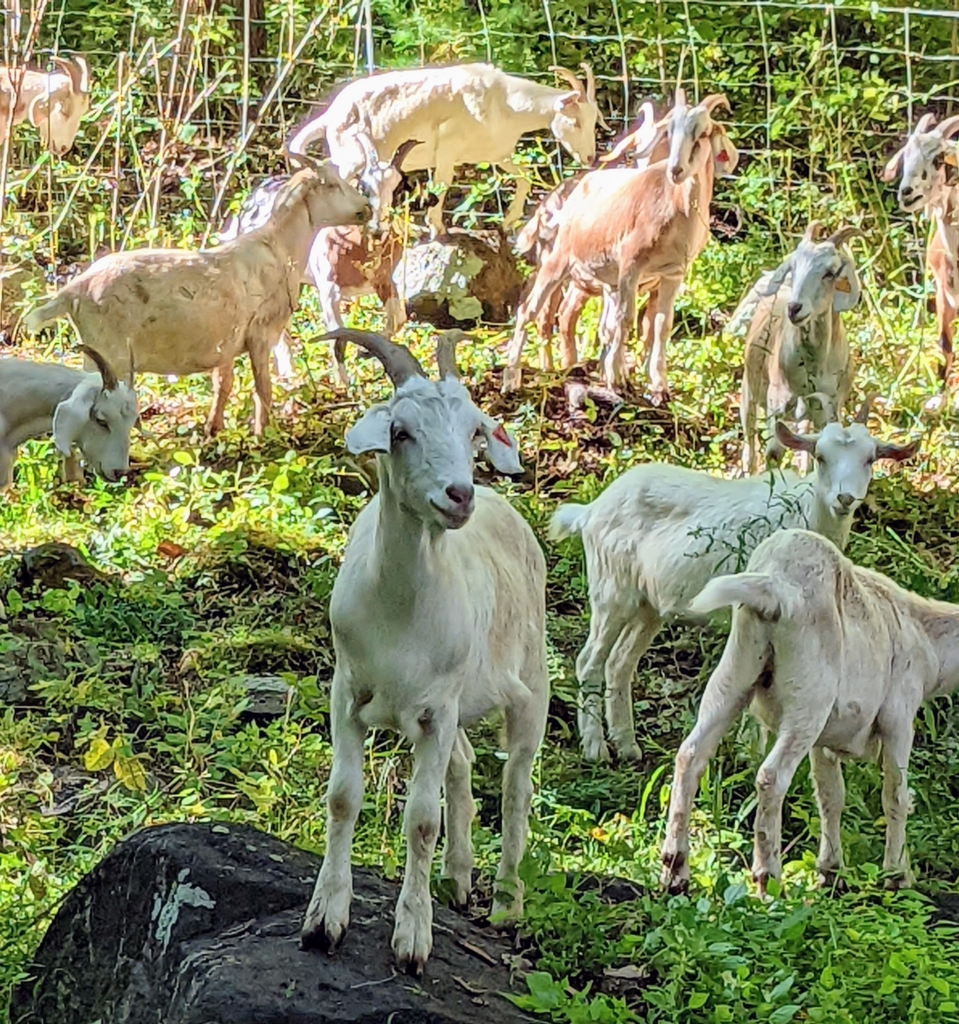 A Visit from Fat & Sassy Goats - The Martha Stewart Blog