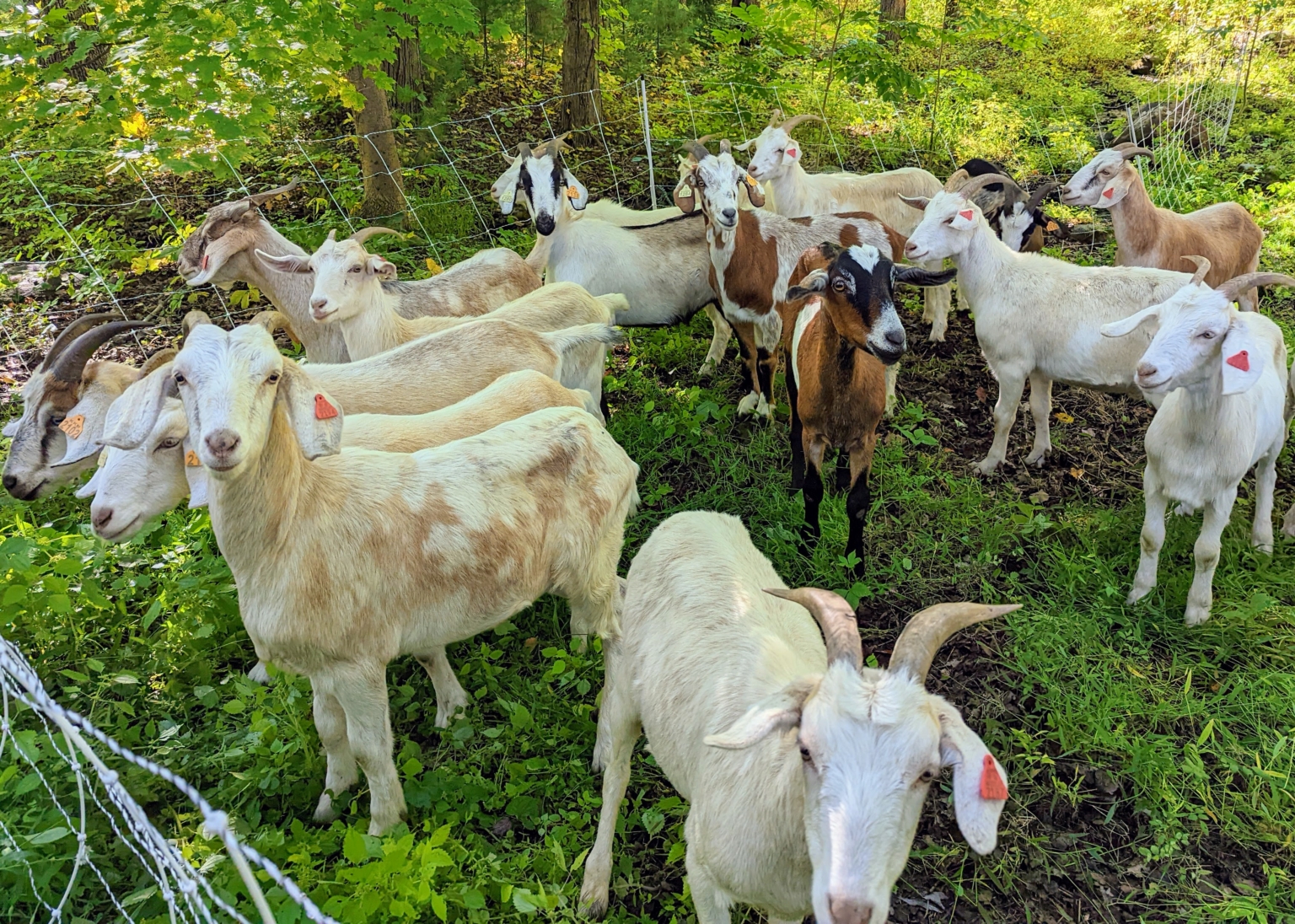 A Visit from Fat & Sassy Goats - The Martha Stewart Blog