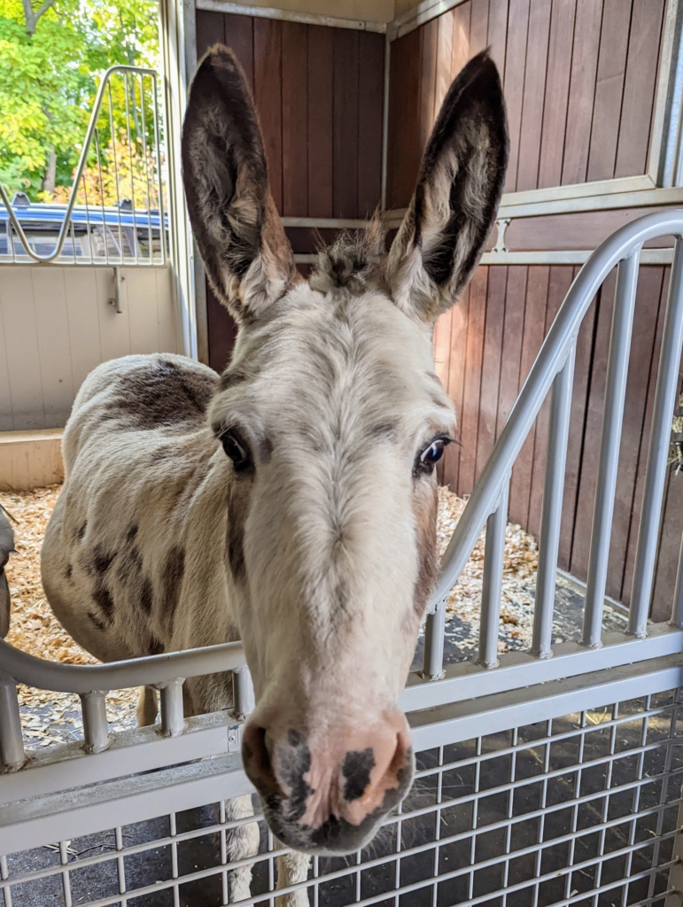 My Donkeys Get Dental Check-Ups - The Martha Stewart Blog