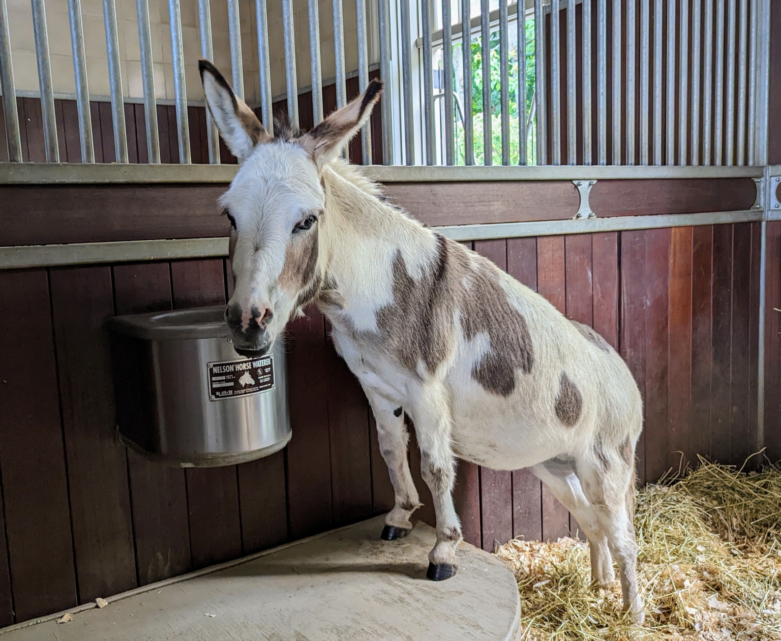 My Donkeys Get Dental Check-Ups - The Martha Stewart Blog