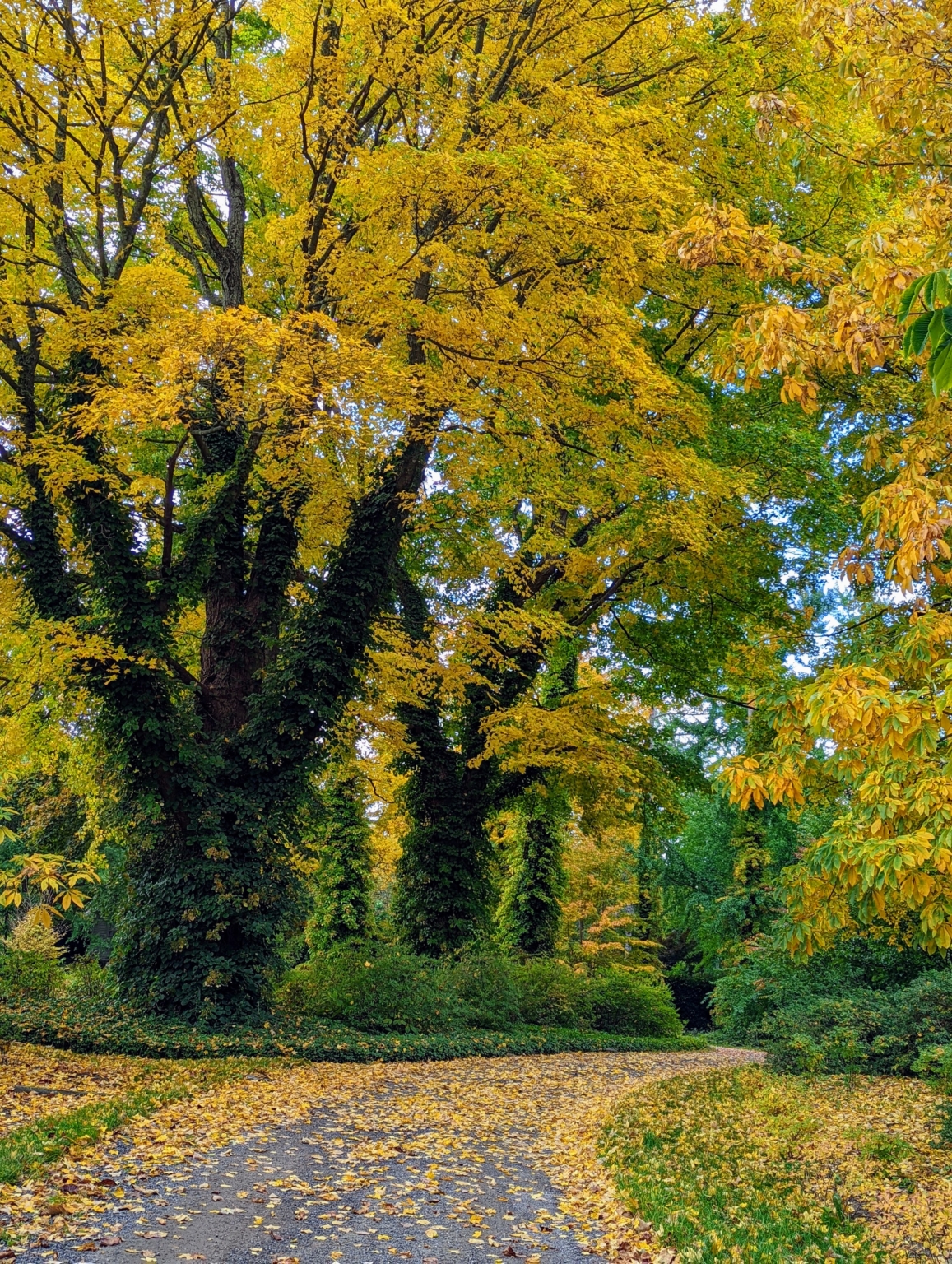 Mid-October Colors at My Farm - The Martha Stewart Blog
