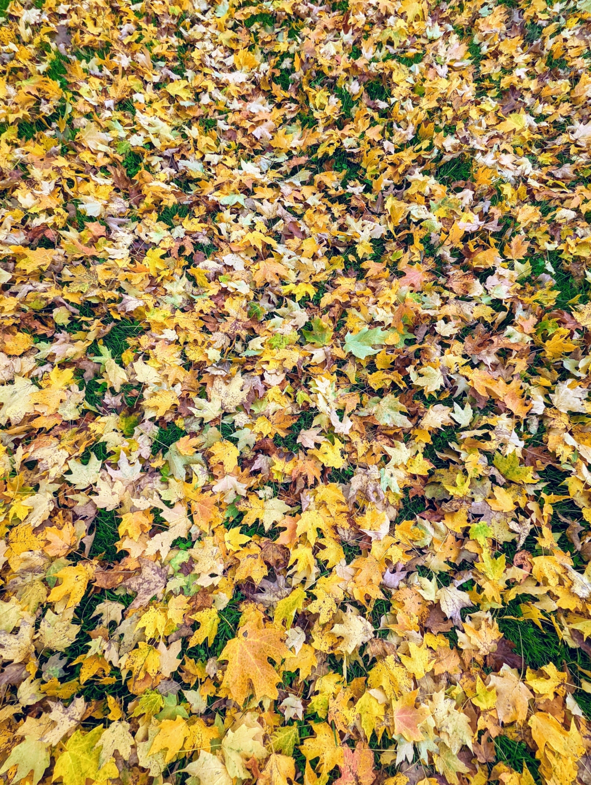 Mid-October Colors at My Farm - The Martha Stewart Blog
