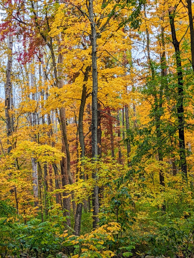 Mid-October Colors at My Farm - The Martha Stewart Blog