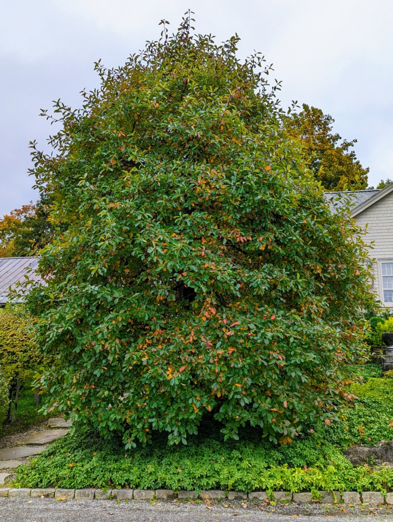 Mid-October Colors at My Farm - The Martha Stewart Blog