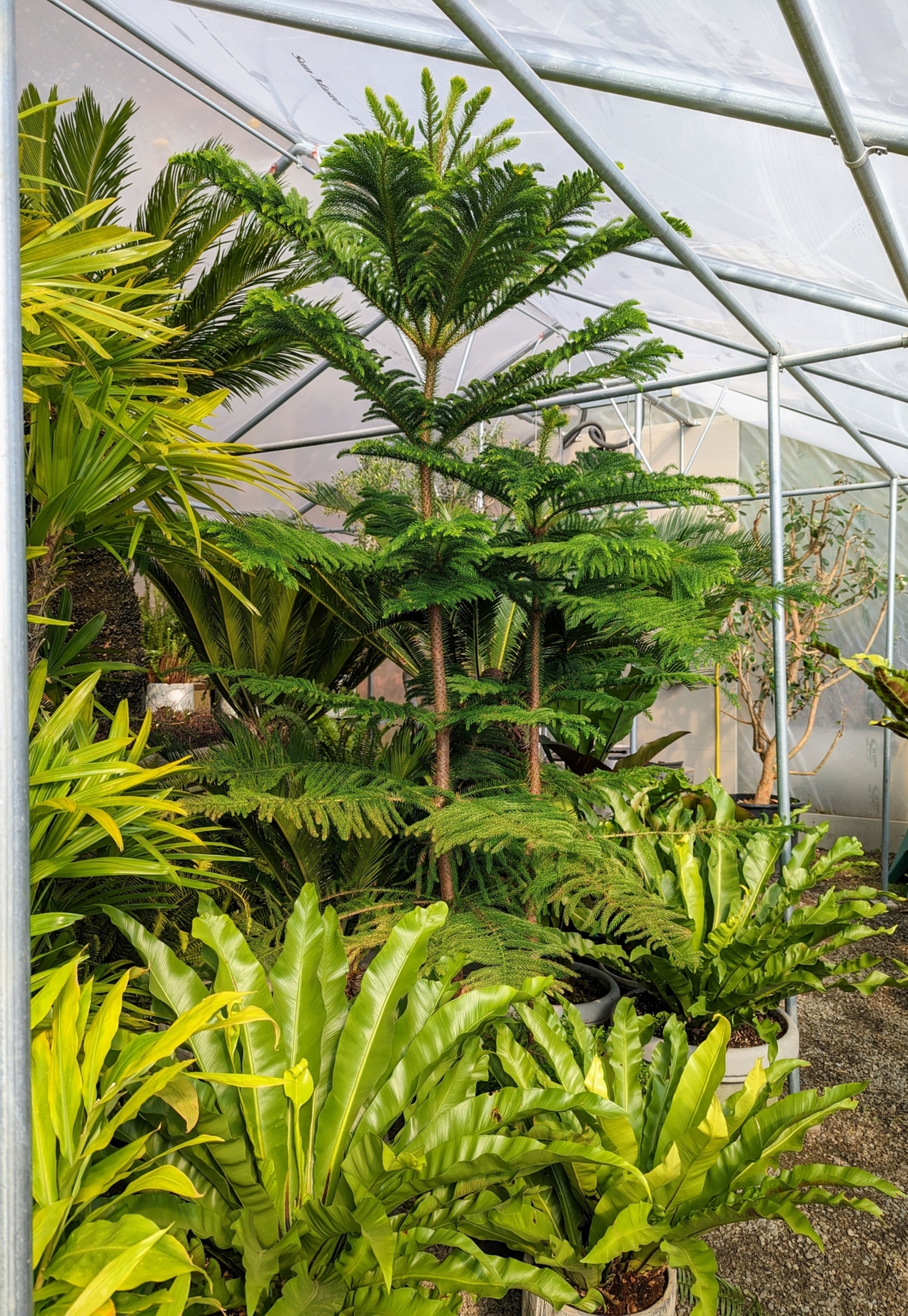 Time to Store All the Tropical Plants - The Martha Stewart Blog