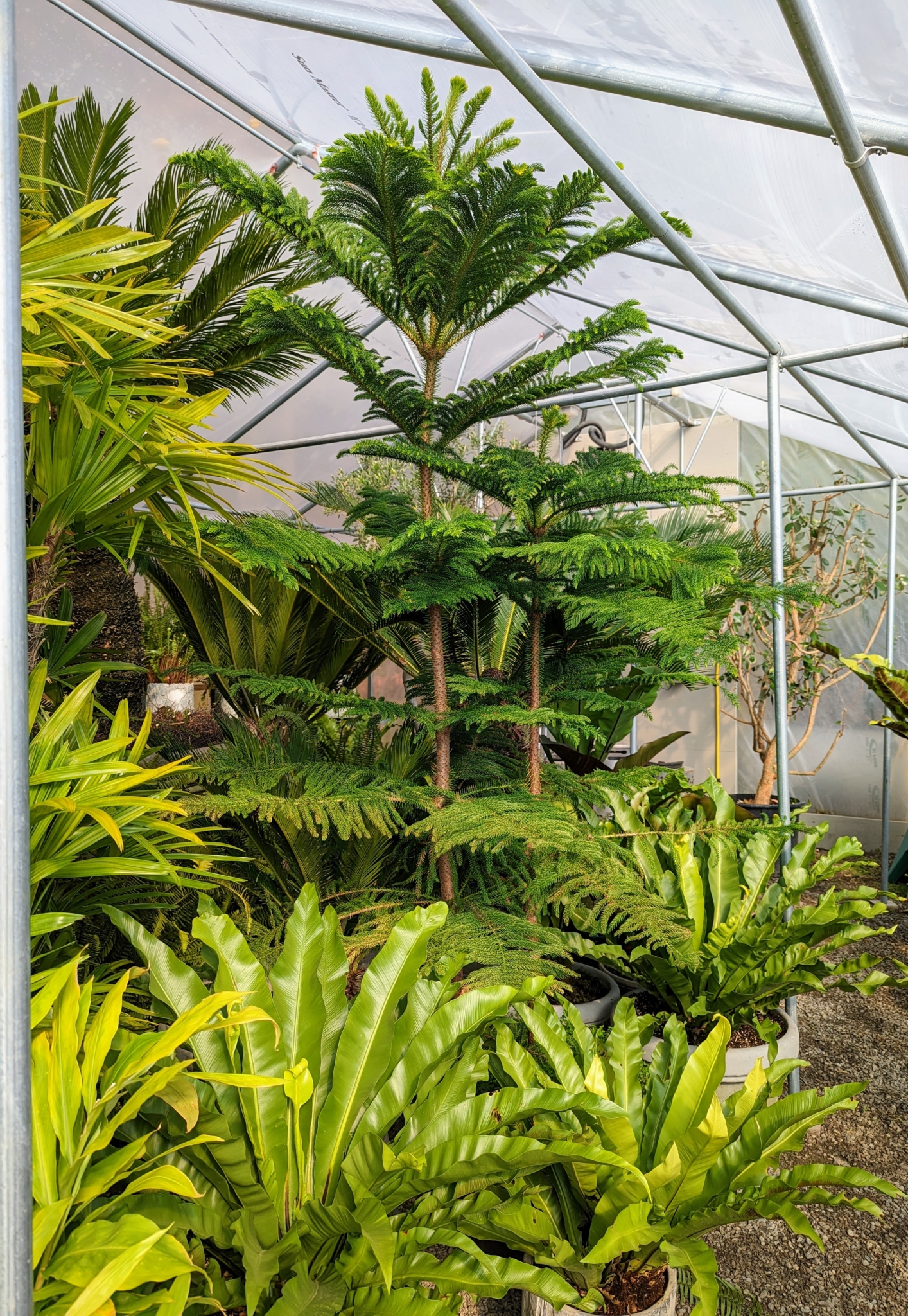 Time to Store All the Tropical Plants - The Martha Stewart Blog