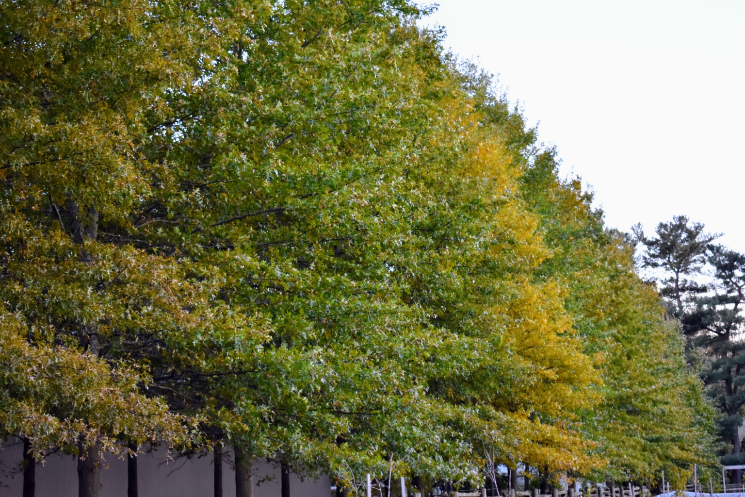 The Martha Stewart Blog : Blog Archive Pruning the Pin Oaks - The ...