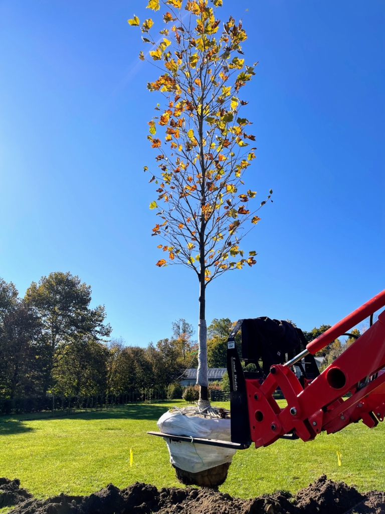 Planting Platanus acerifolia 'Bloodgood' in My Maze - The Martha ...