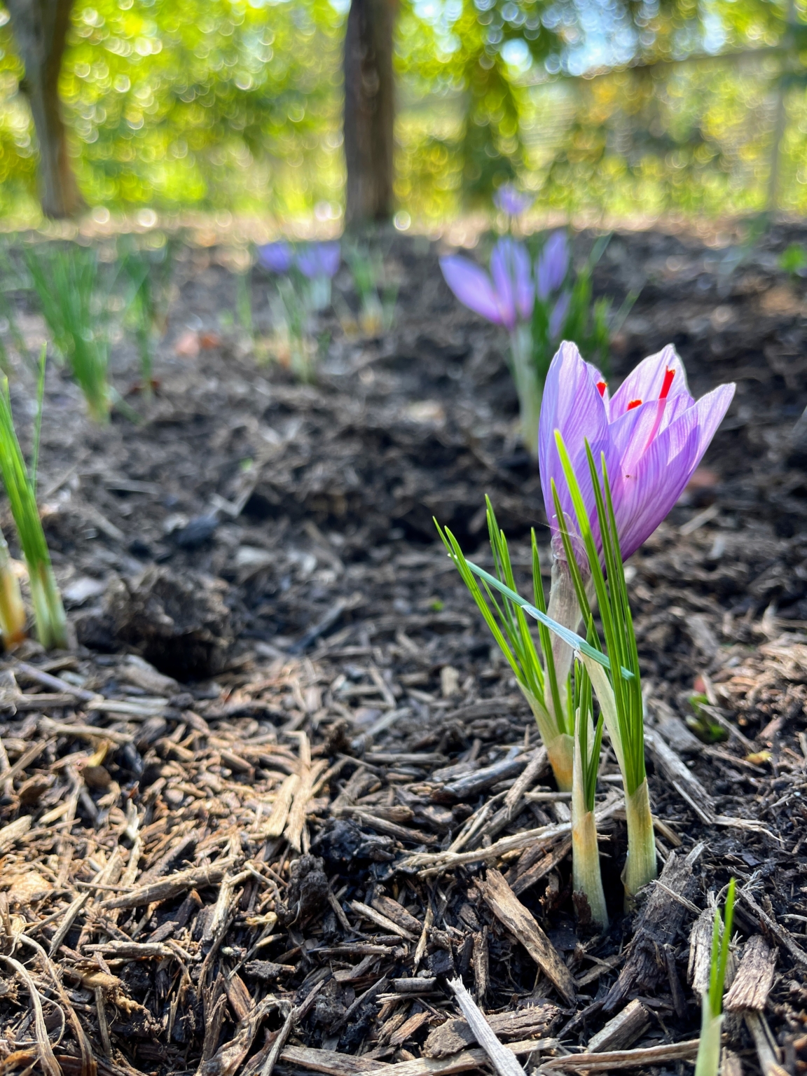 Growing and Harvesting Saffron at My Farm - The Martha Stewart Blog
