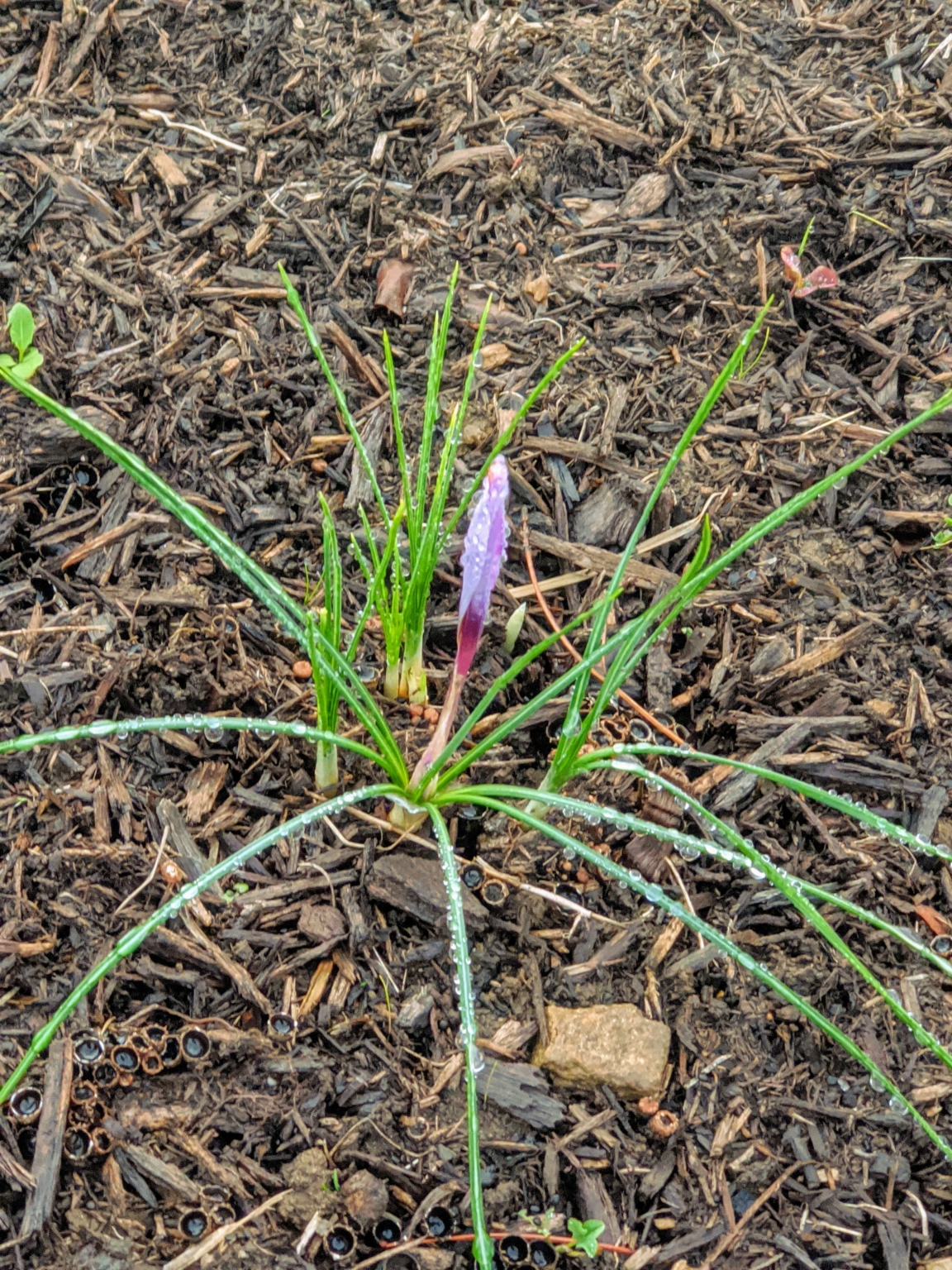 Growing and Harvesting Saffron at My Farm - The Martha Stewart Blog