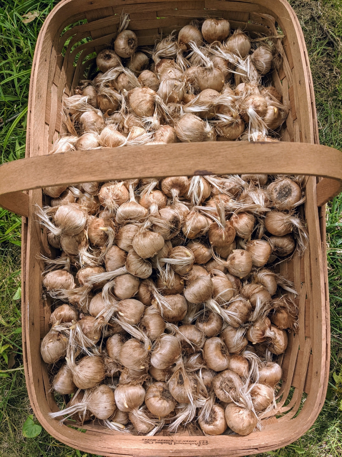Growing and Harvesting Saffron at My Farm - The Martha Stewart Blog