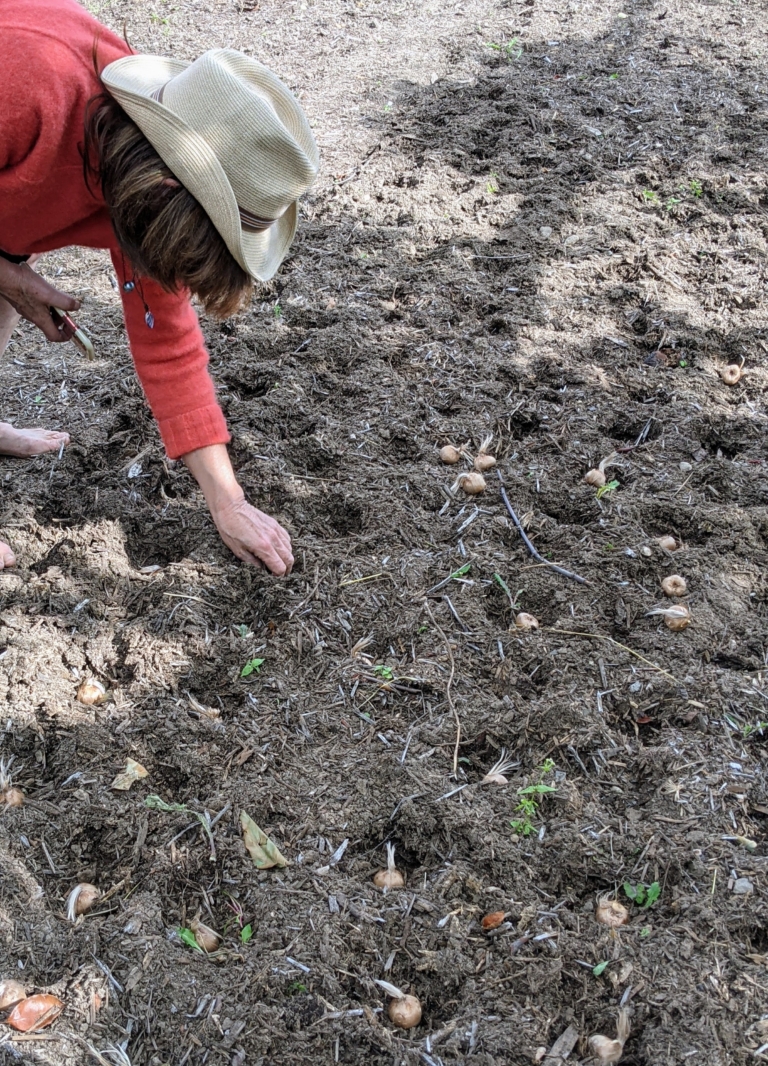 Growing and Harvesting Saffron at My Farm - The Martha Stewart Blog