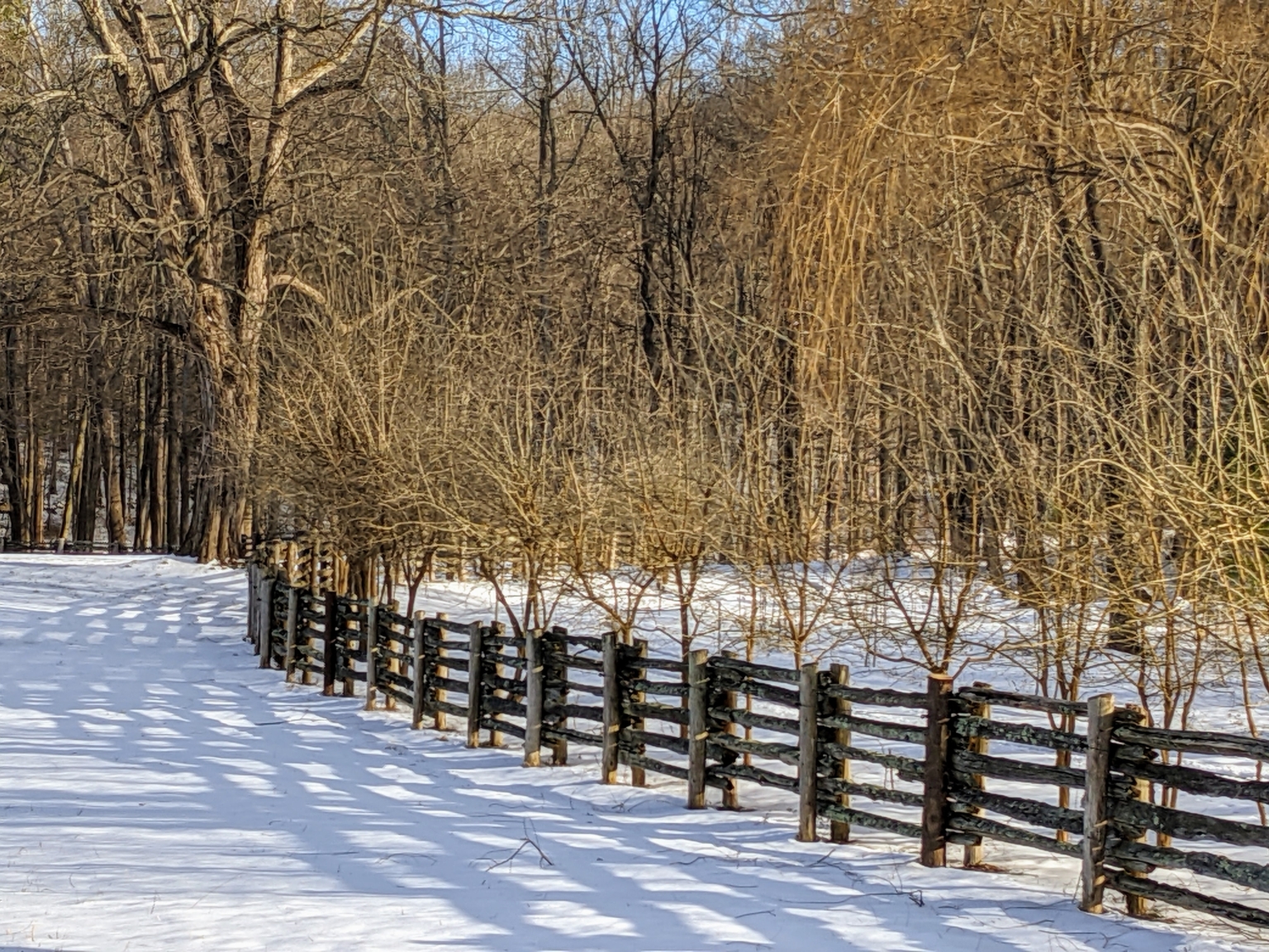 The Osage Orange Trees at My Farm - The Martha Stewart Blog