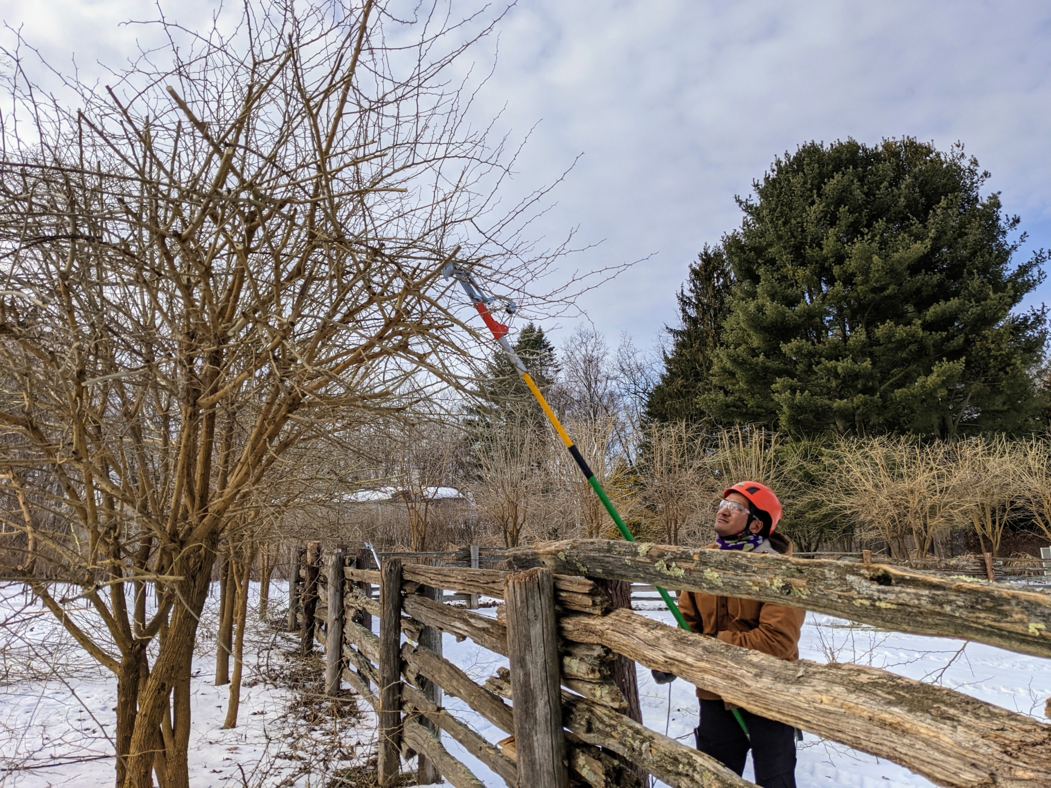 The Osage Orange Trees at My Farm - The Martha Stewart Blog