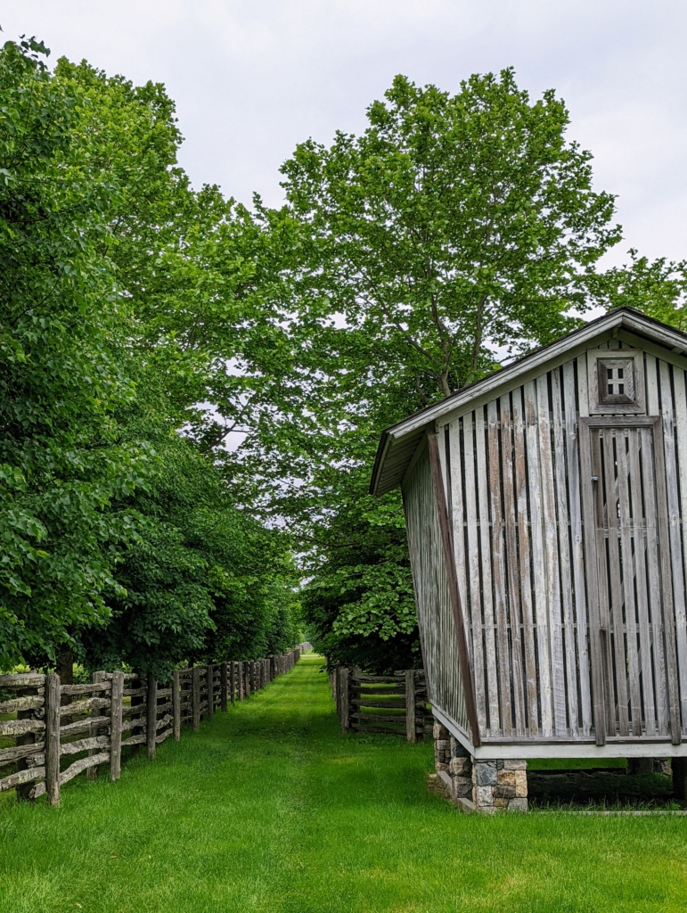 Pruning the Linden Trees - The Martha Stewart Blog