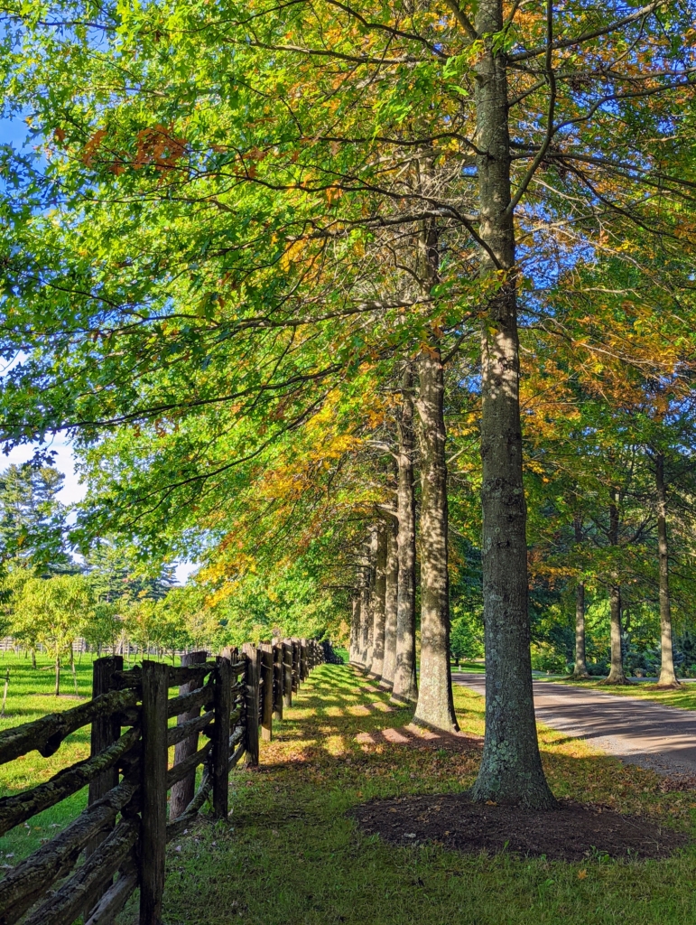Pruning the Pin Oaks - The Martha Stewart Blog