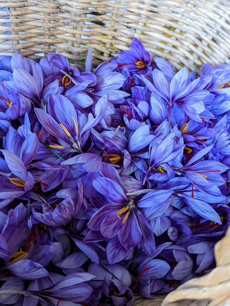 Growing and Harvesting Saffron at My Farm - The Martha Stewart Blog