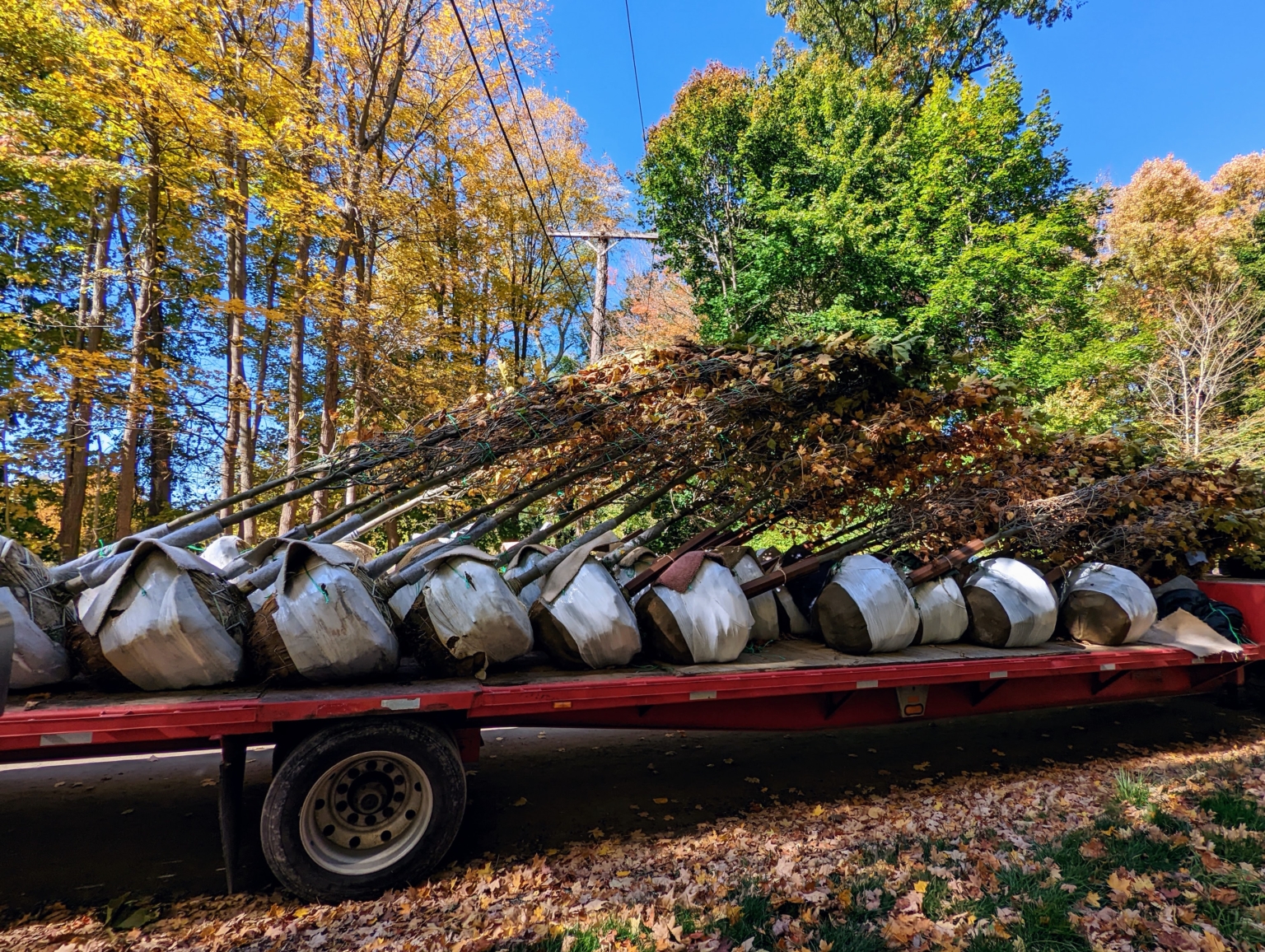 Planting Platanus acerifolia 'Bloodgood' in My Maze - The Martha ...