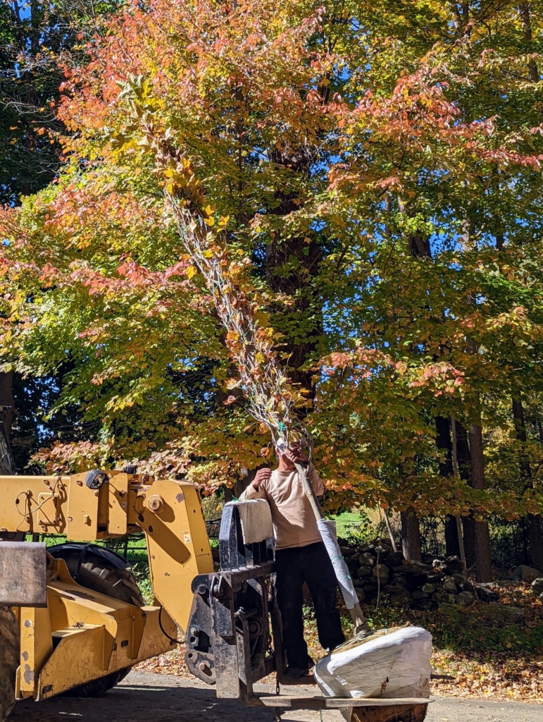 Planting Platanus acerifolia 'Bloodgood' in My Maze - The Martha ...