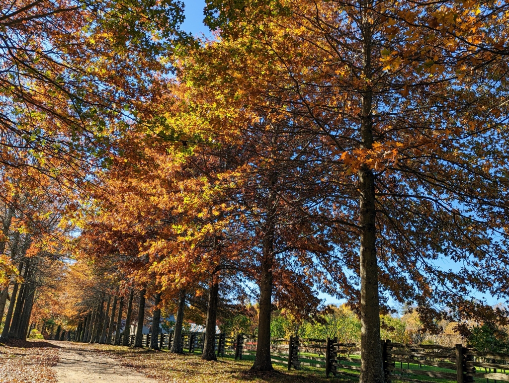Pruning the Pin Oaks - The Martha Stewart Blog