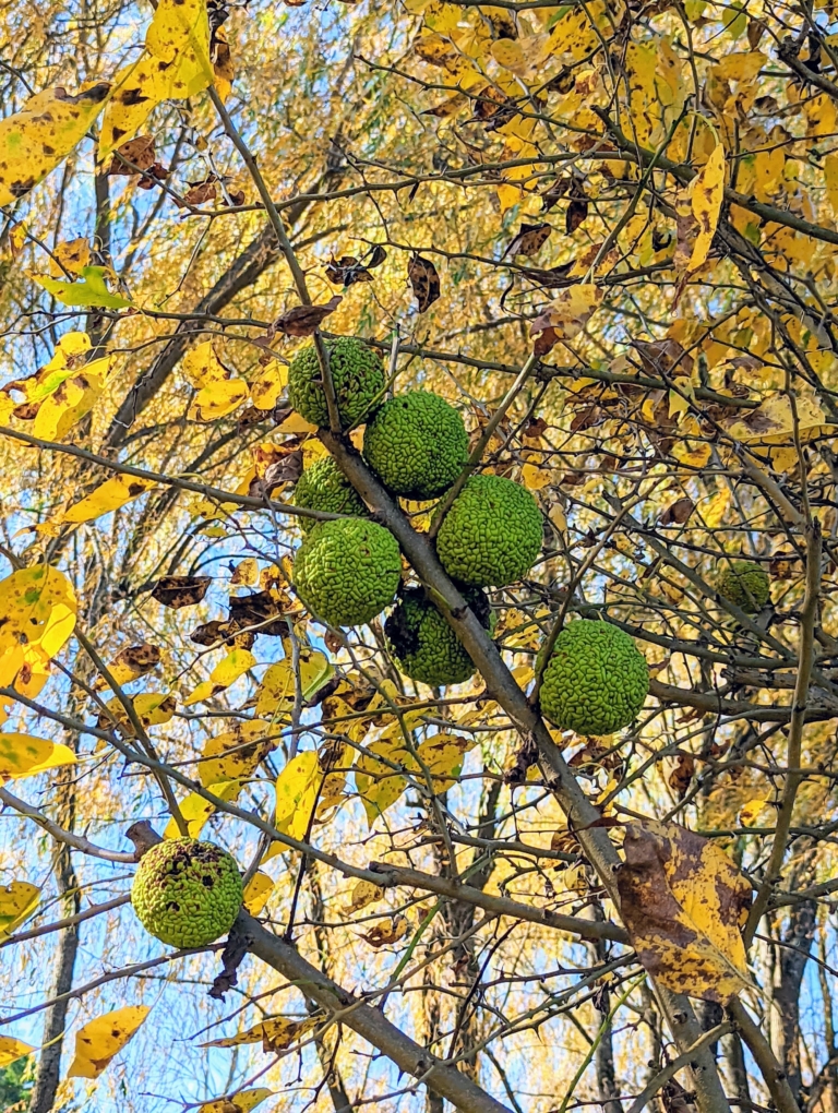 The Osage Orange Trees at My Farm - The Martha Stewart Blog