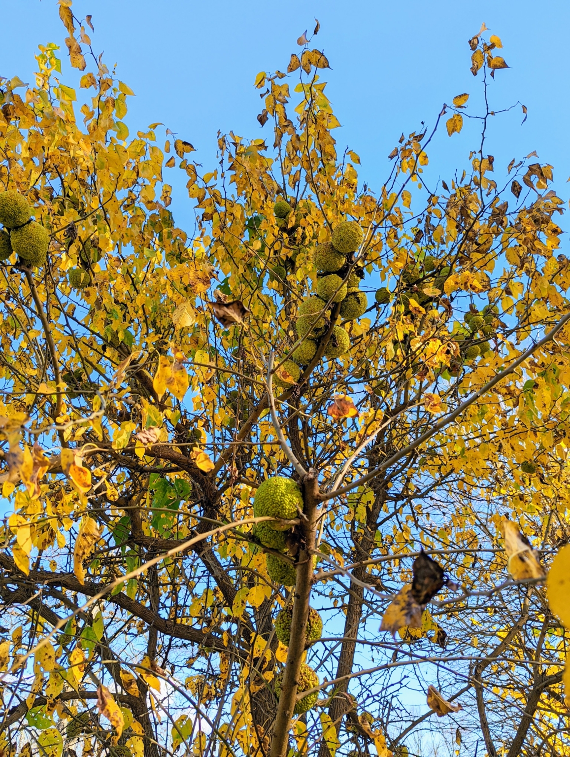 The Osage Orange Trees at My Farm - The Martha Stewart Blog