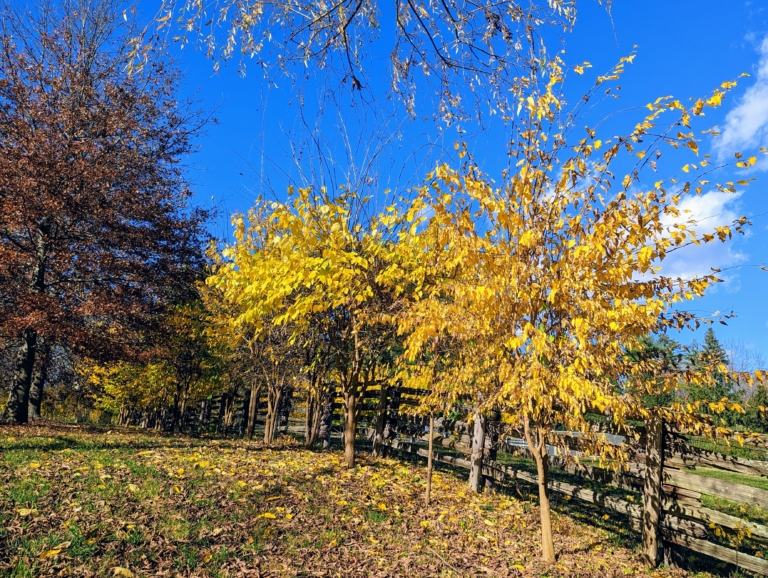 The Osage Orange Trees at My Farm - The Martha Stewart Blog