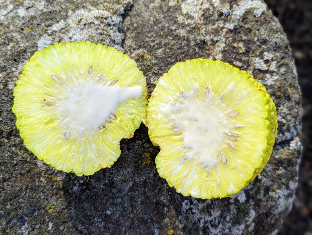 The Osage Orange Trees at My Farm - The Martha Stewart Blog