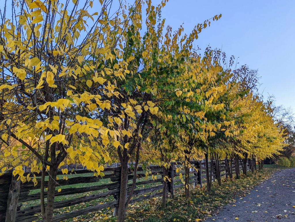 The Osage Orange Trees at My Farm - The Martha Stewart Blog