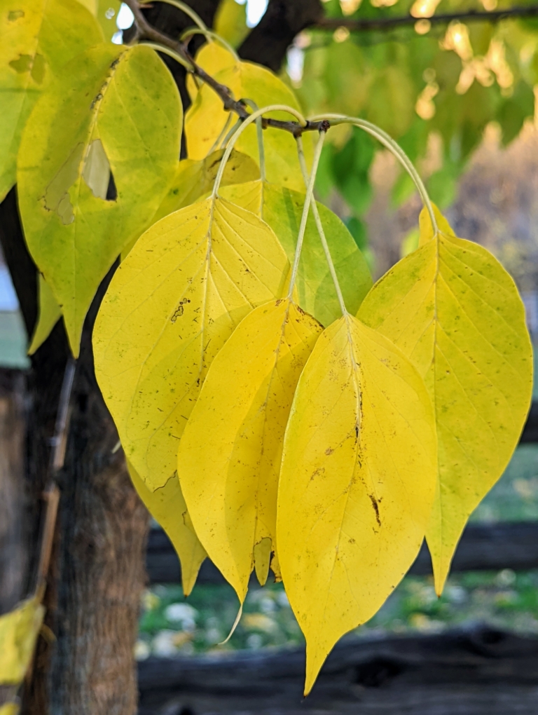 The Osage Orange Trees at My Farm - The Martha Stewart Blog