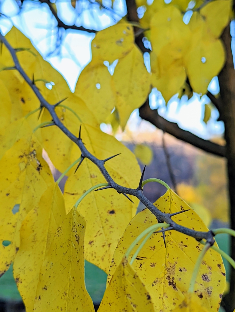 The Osage Orange Trees at My Farm - The Martha Stewart Blog