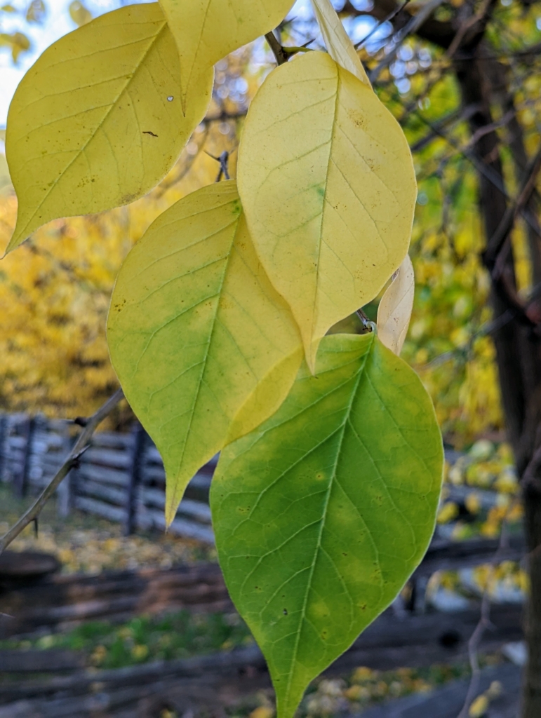 The Osage Orange Trees at My Farm - The Martha Stewart Blog