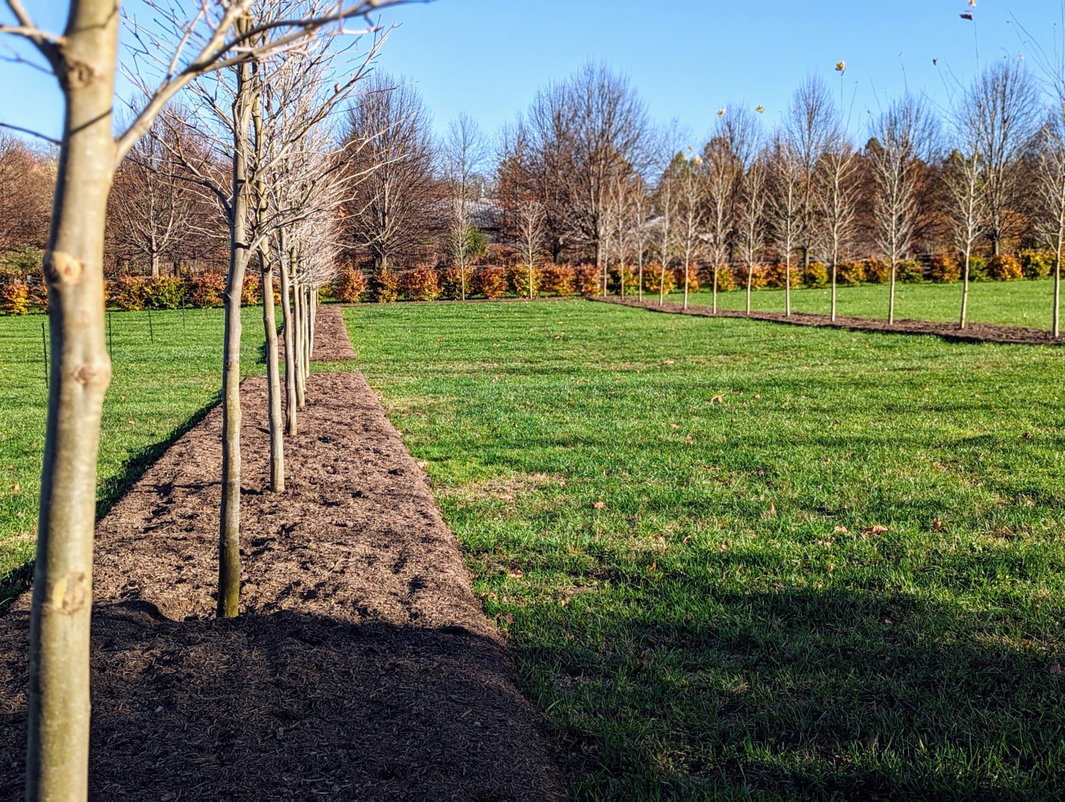 Planting Platanus acerifolia 'Bloodgood' in My Maze - The Martha ...