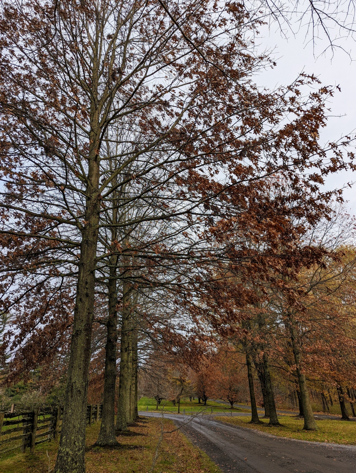 Pruning the Pin Oaks - The Martha Stewart Blog