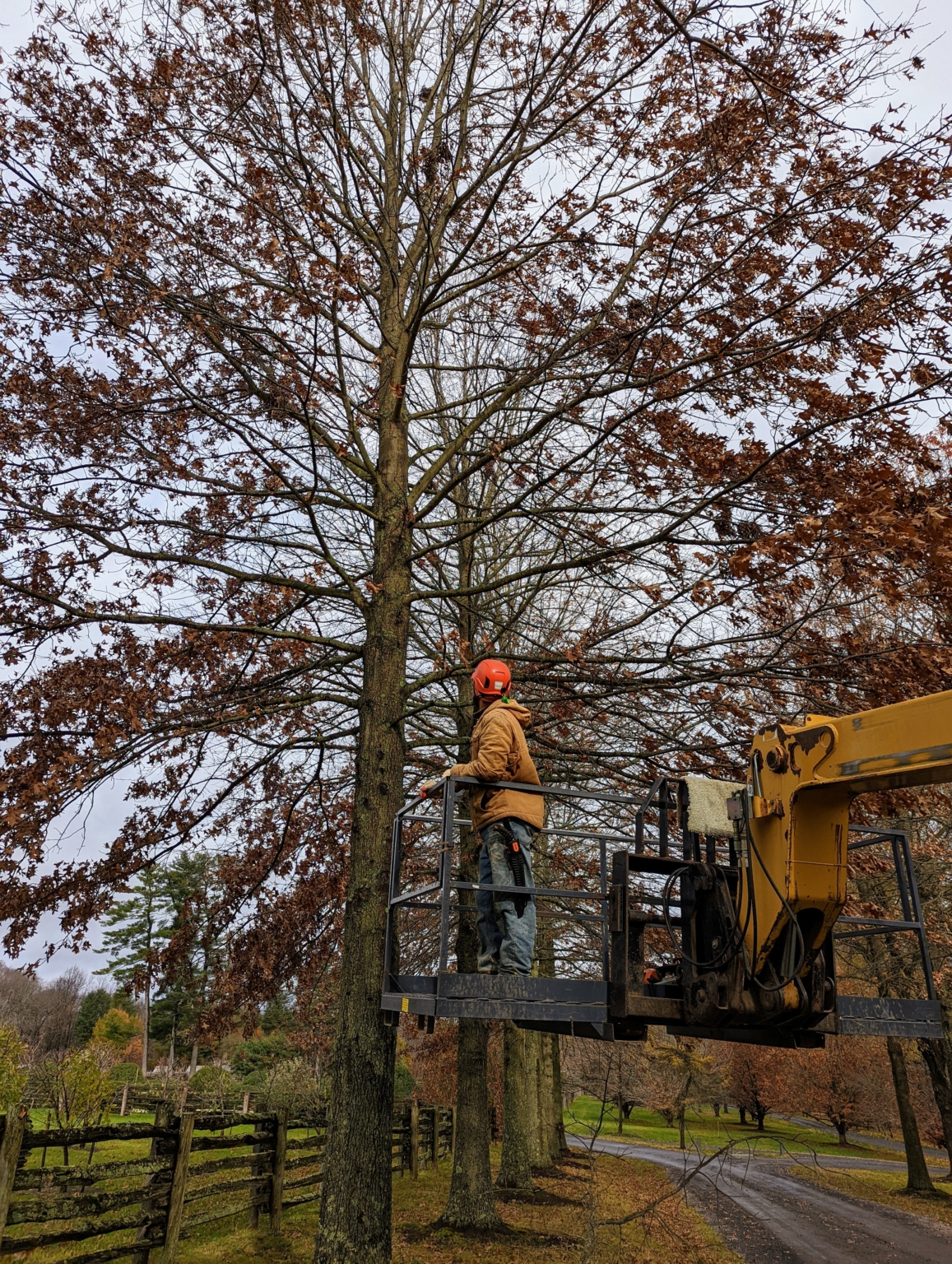 Pruning the Pin Oaks - The Martha Stewart Blog