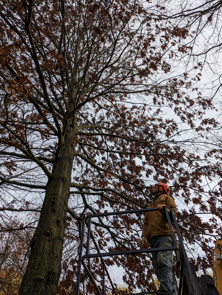 Pruning the Pin Oaks - The Martha Stewart Blog