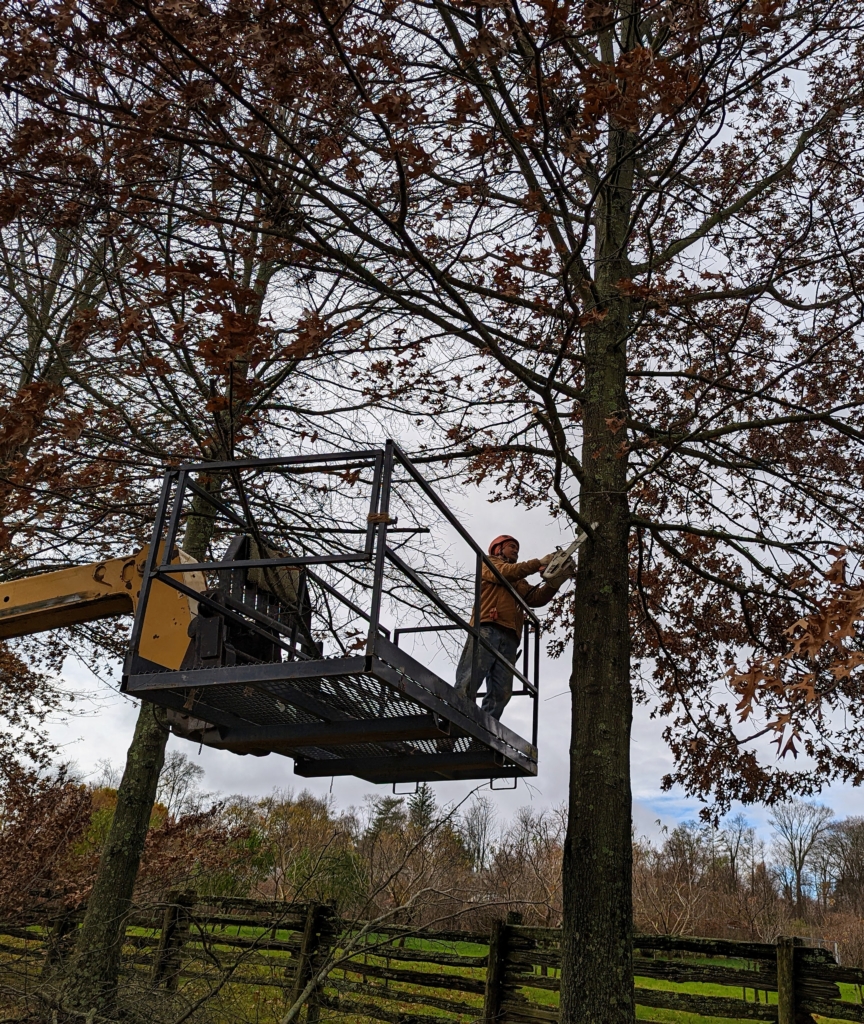 Pruning the Pin Oaks - The Martha Stewart Blog