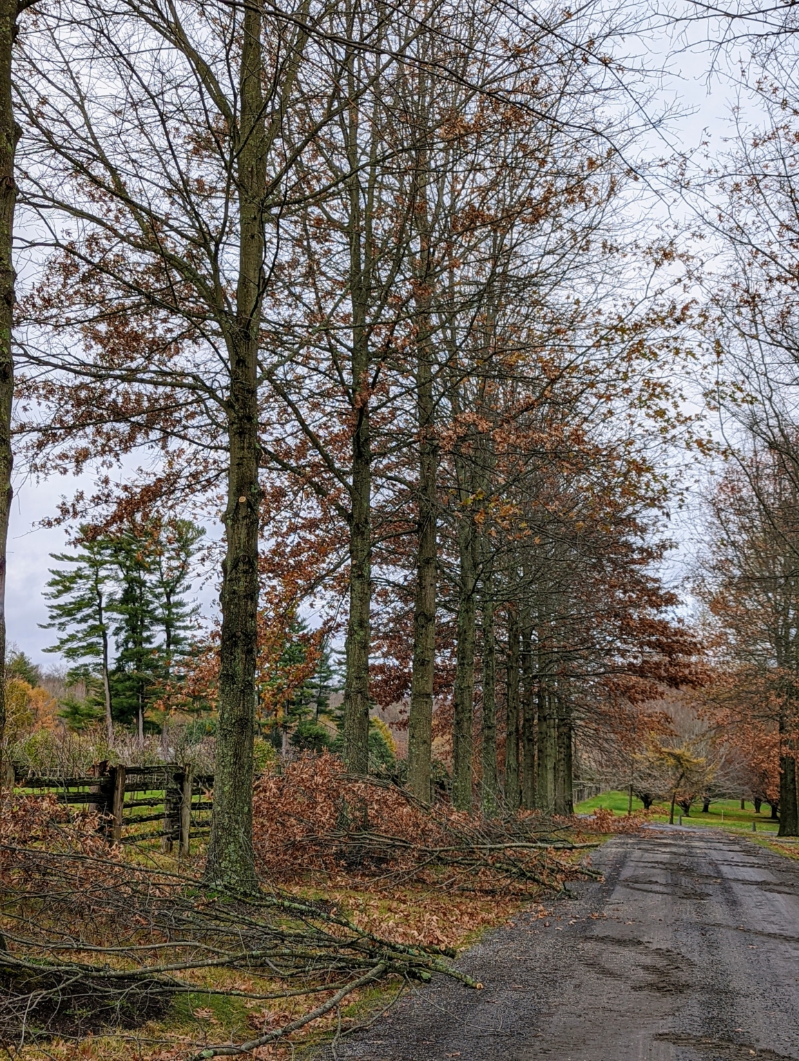 Pruning the Pin Oaks - The Martha Stewart Blog